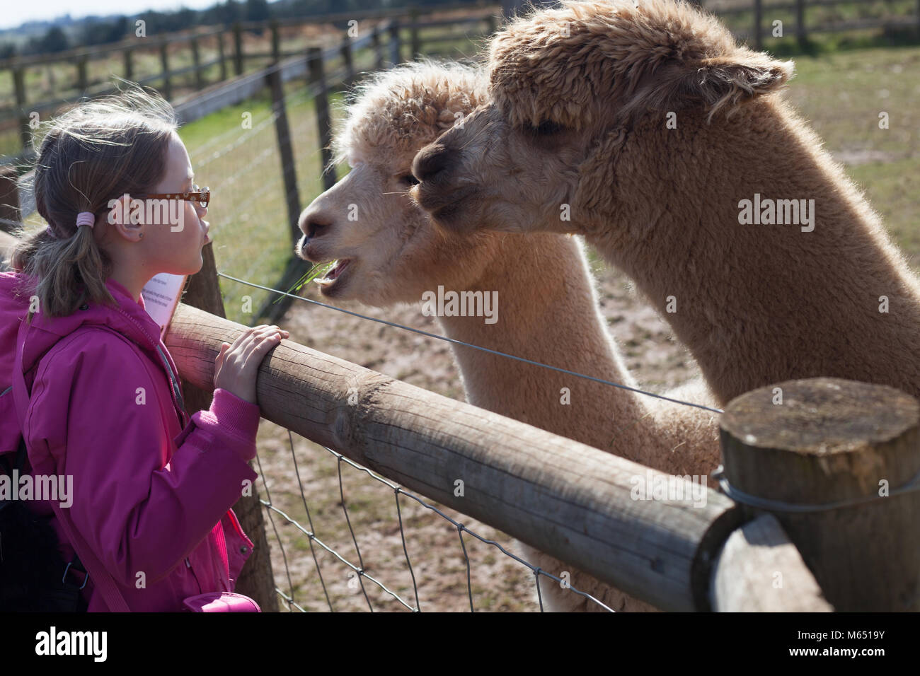 young girl talking to the llamas during a farm visit in the UK on a ...