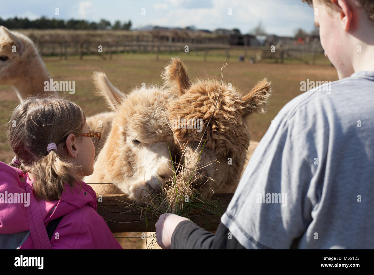 young boy and girl talking to and feeding the llamas during a farm ...
