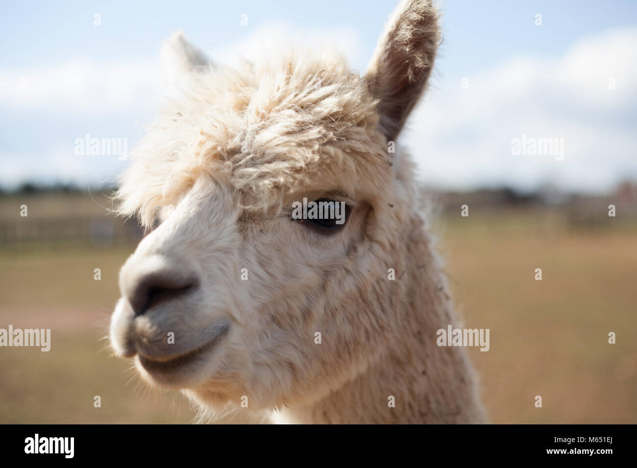 Close up of single lama showing character and personality on sunny day ...