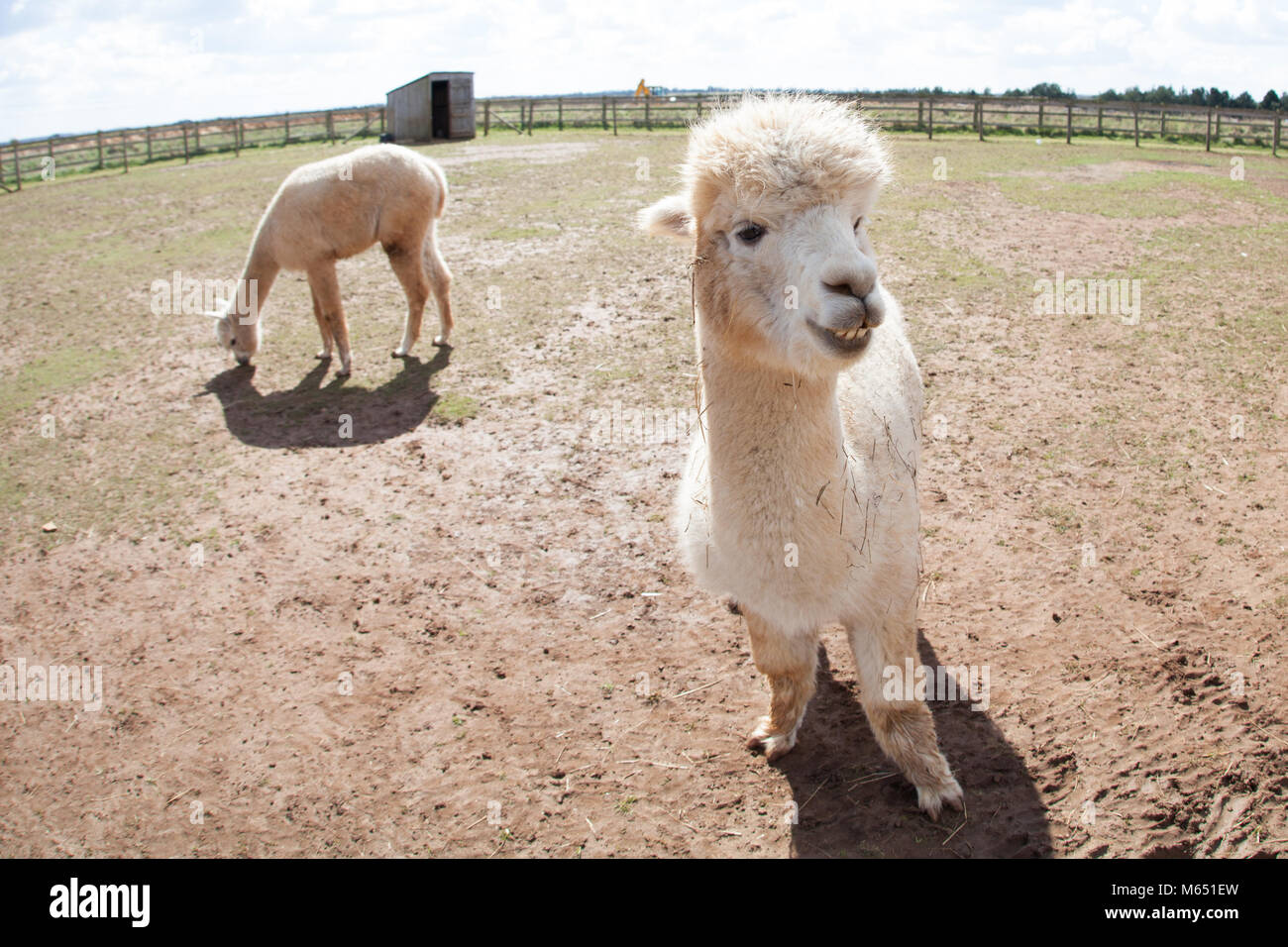 Wide angle shot of two llamas with one llama grinning at camera and ...