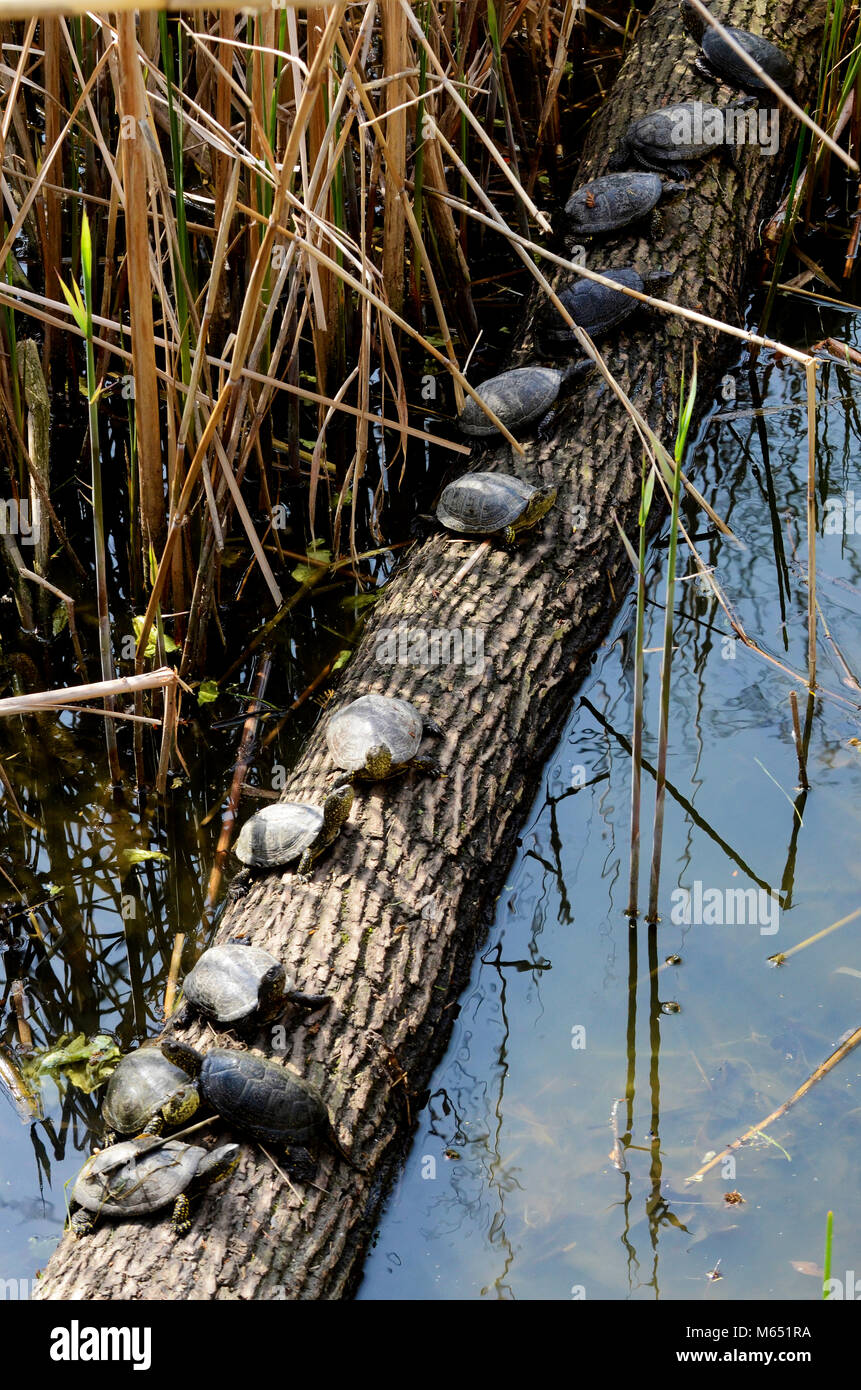 Sunbathing turtles near pond on spring day Stock Photo - Alamy