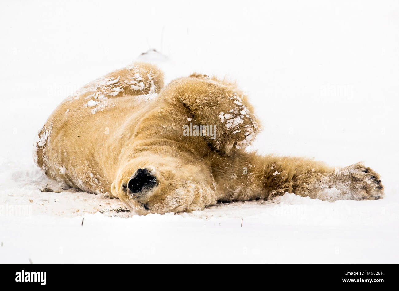Victor the polar bear enjoys the snow at the Yorkshire Wildlife Park in ...
