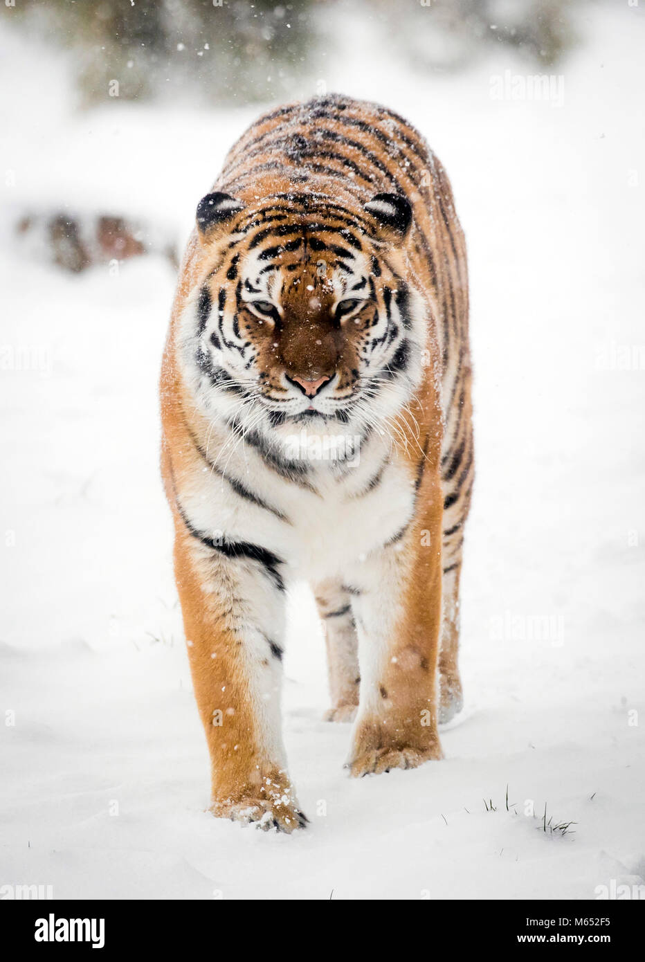 A Siberian tiger enjoys the snow at the Yorkshire Wildlife Park in ...