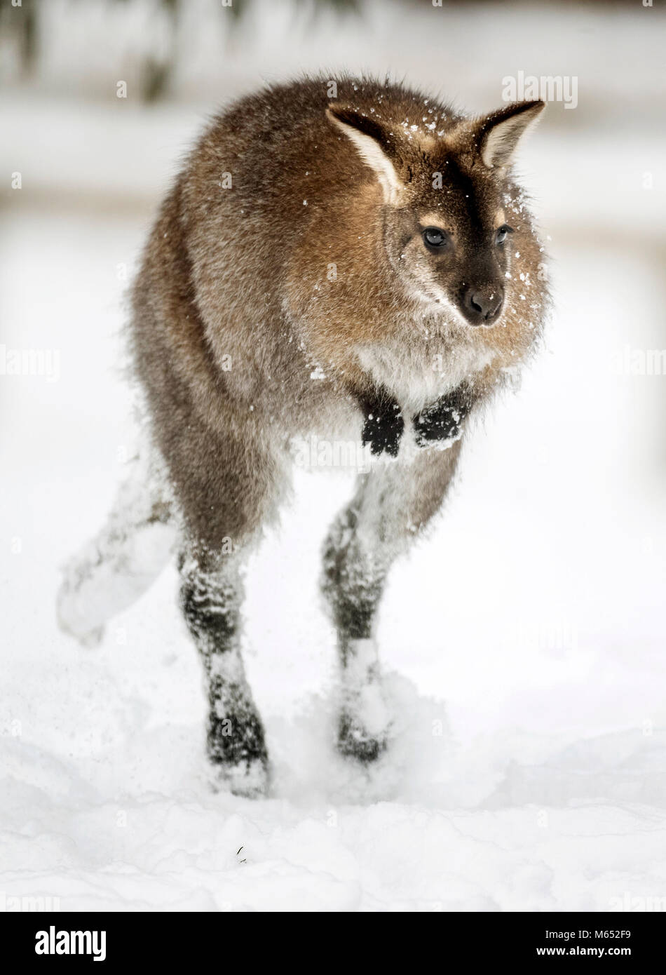 A Wallaby enjoys the snow at the Yorkshire Wildlife Park in Doncaster ...