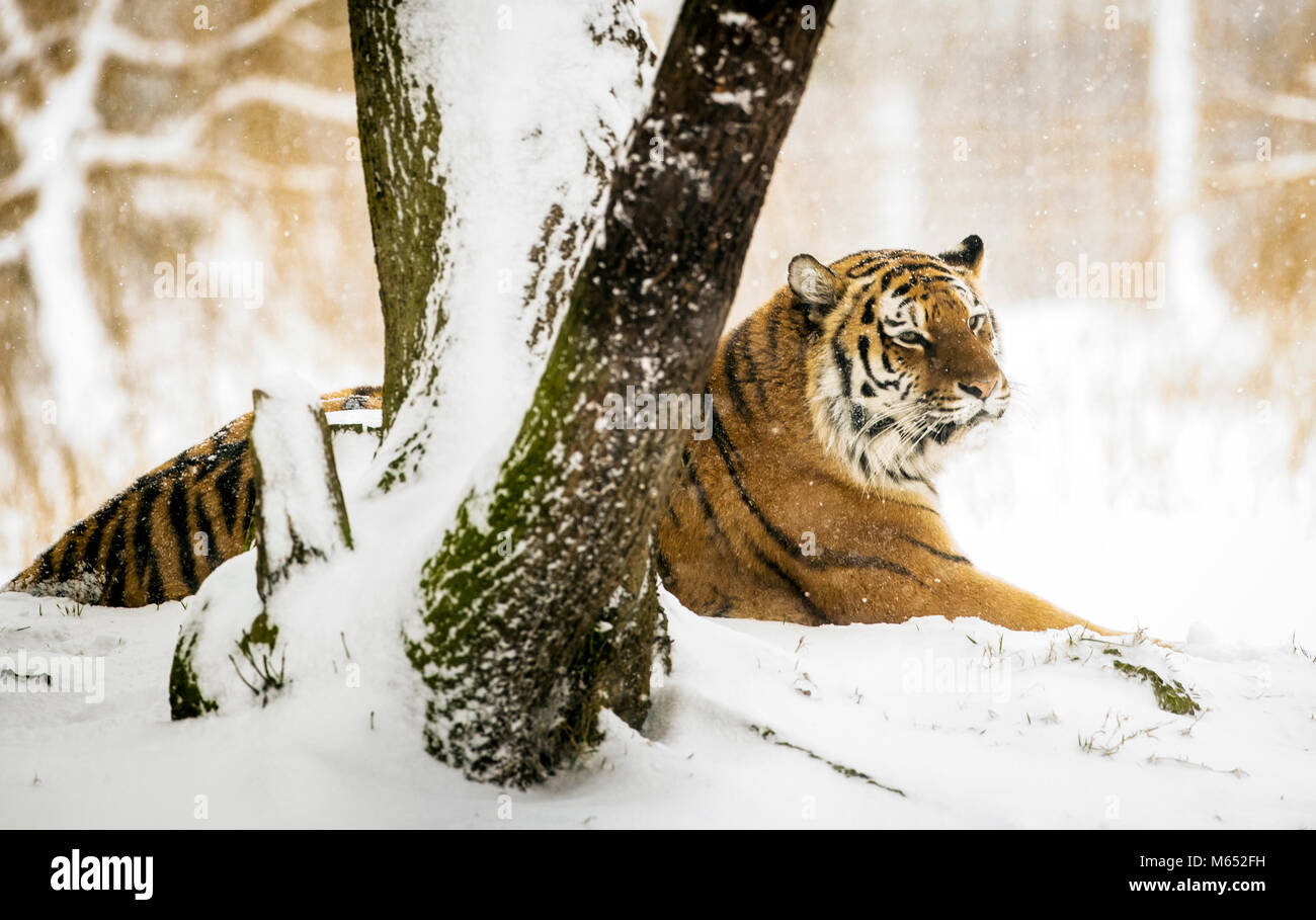 A Siberian tiger enjoys the snow at the Yorkshire Wildlife Park in ...