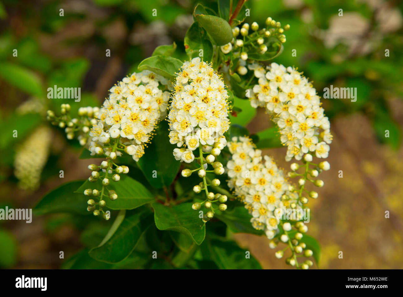 Choke cherry flowers along Morrison Loop Trail, Devil's Backbone Open ...