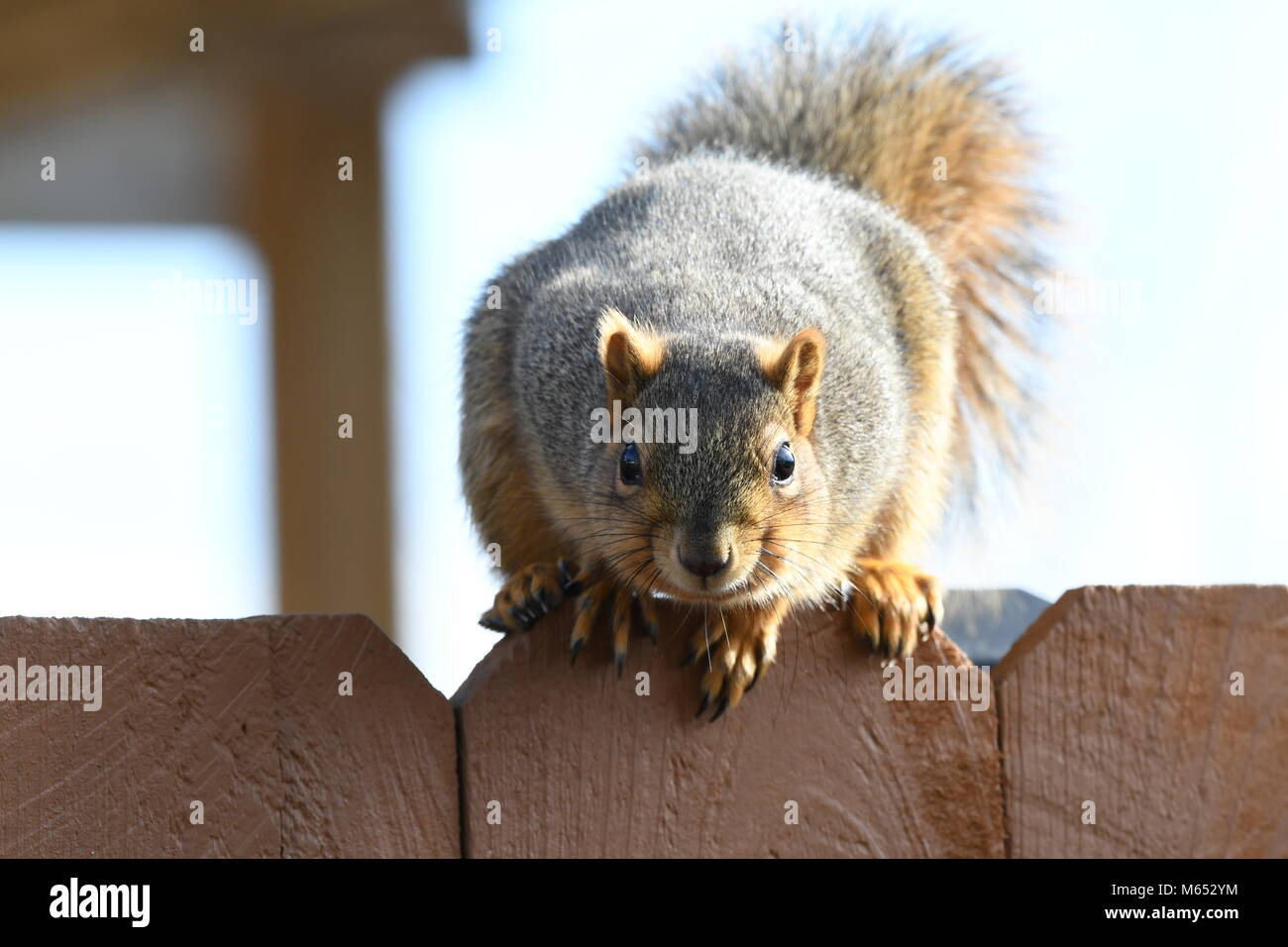 Squirrel hanging out in a tree outside my back door Stock Photo - Alamy