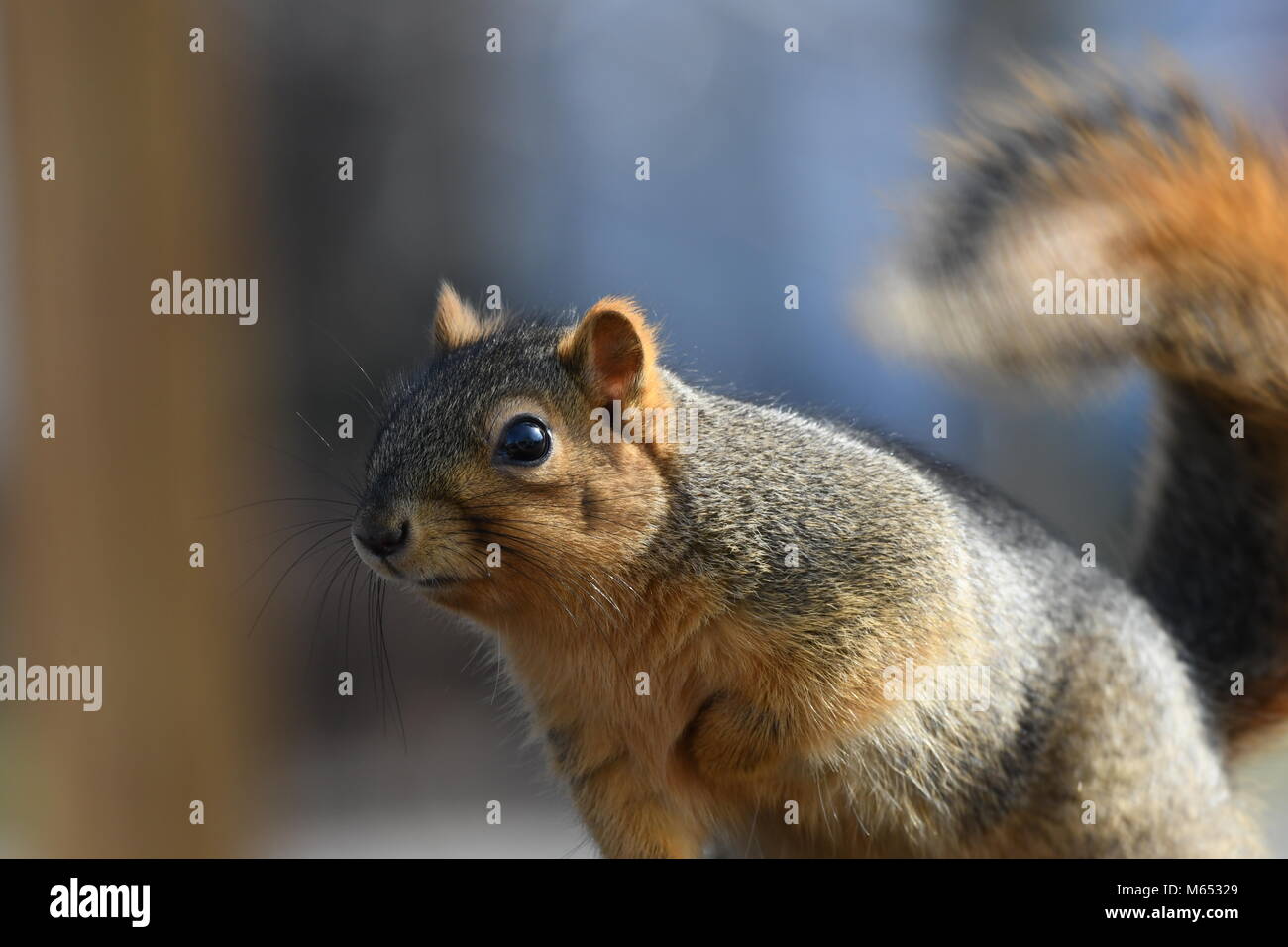 Squirrel hanging out in a tree outside my back door Stock Photo - Alamy