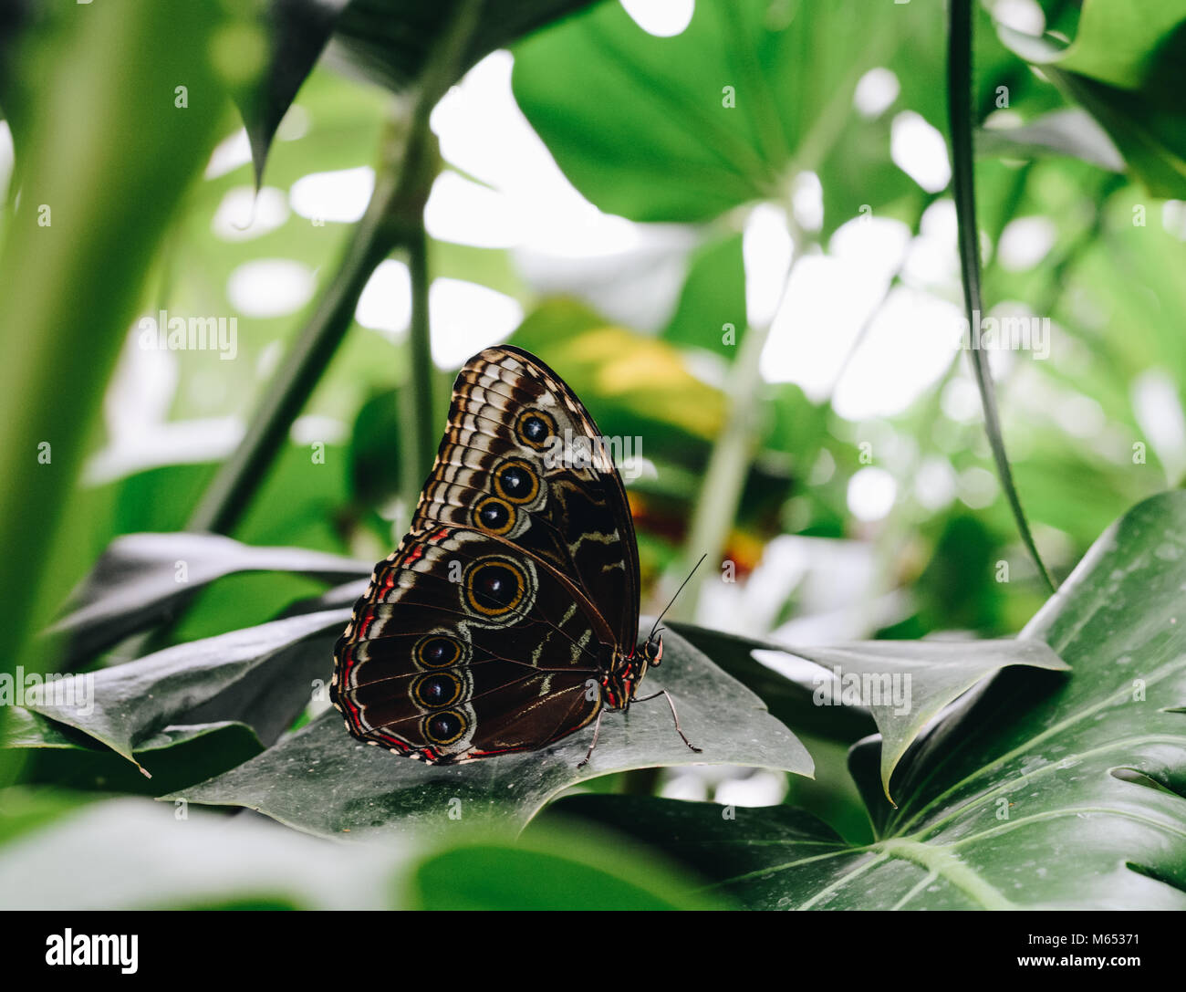 Island Mainau, butterfly Stock Photo - Alamy
