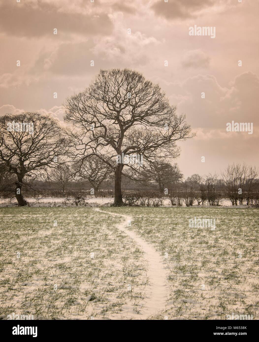 Snow filled path across a field leads to a tree silhouetted against the ...