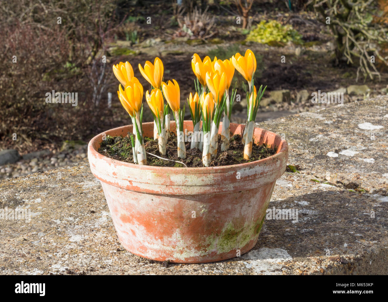 Orange Crocus Vernus Stock Photo - Alamy