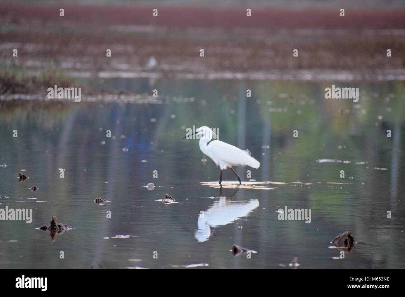 Stork fishing in field hi-res stock photography and images - Alamy