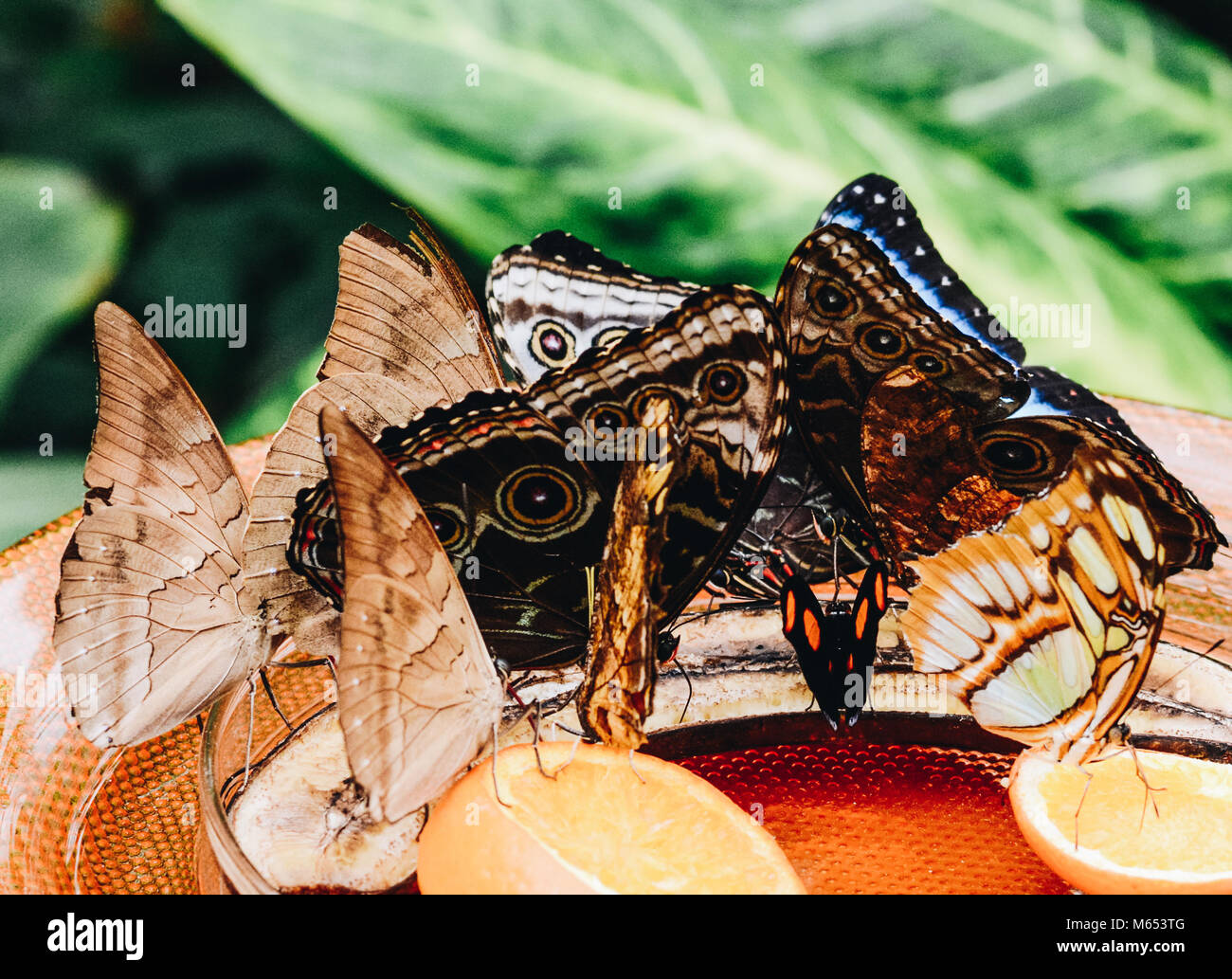 Island Mainau, butterflies Stock Photo - Alamy