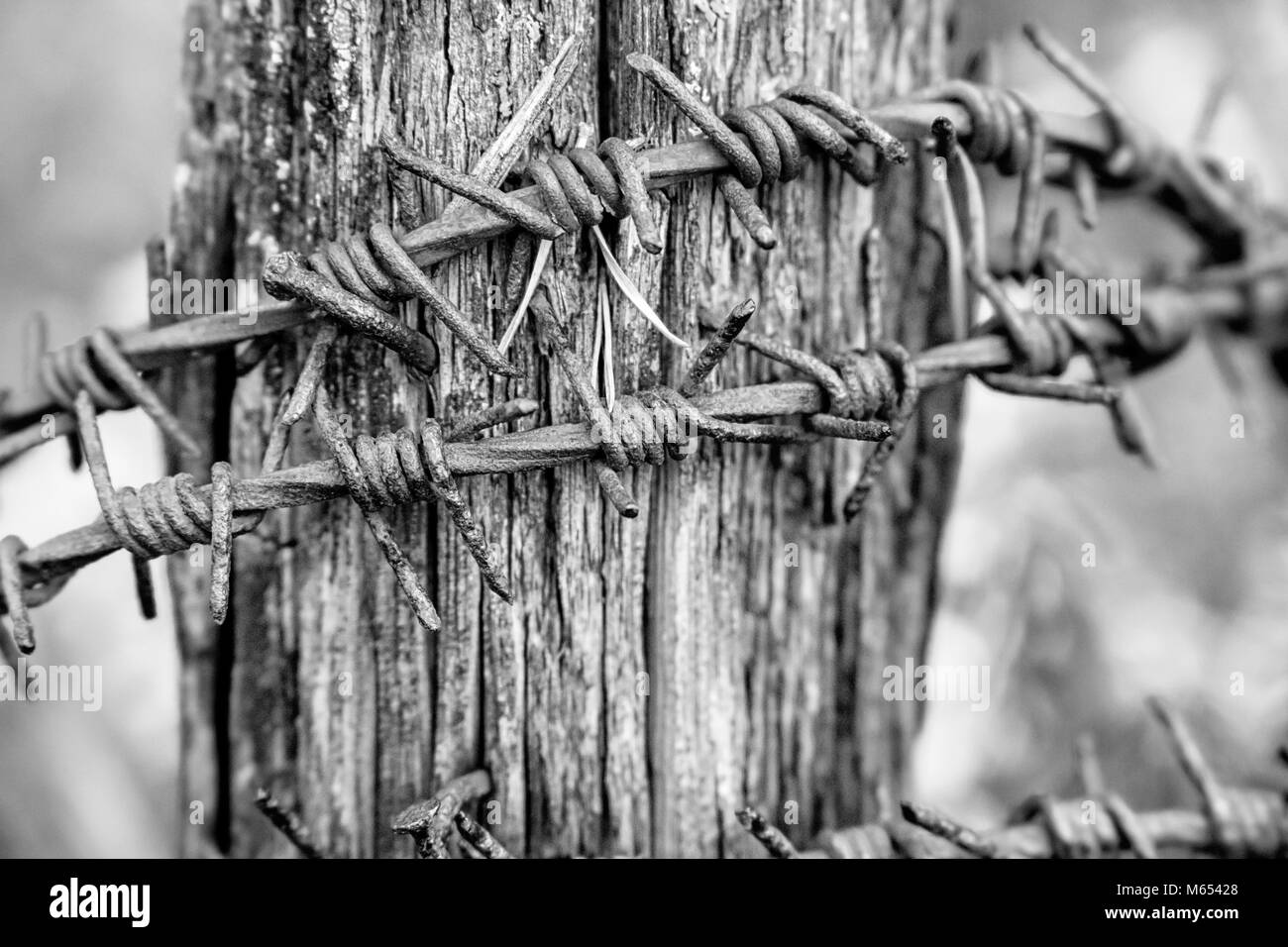 rusty barbed wire on a wooden pole from an old fence Stock Photo - Alamy