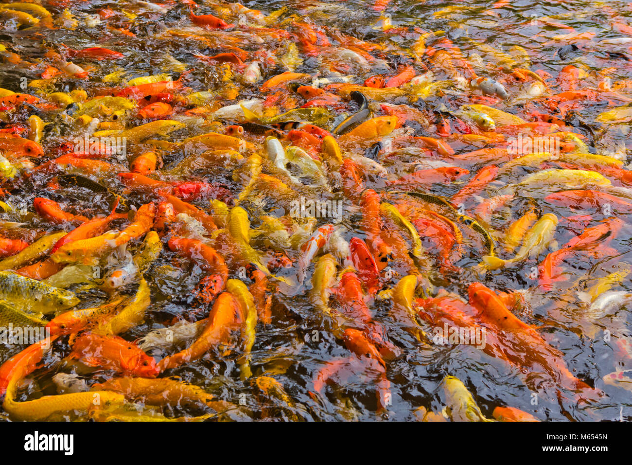 Koi fish on Kauai, Hawaii Stock Photo - Alamy