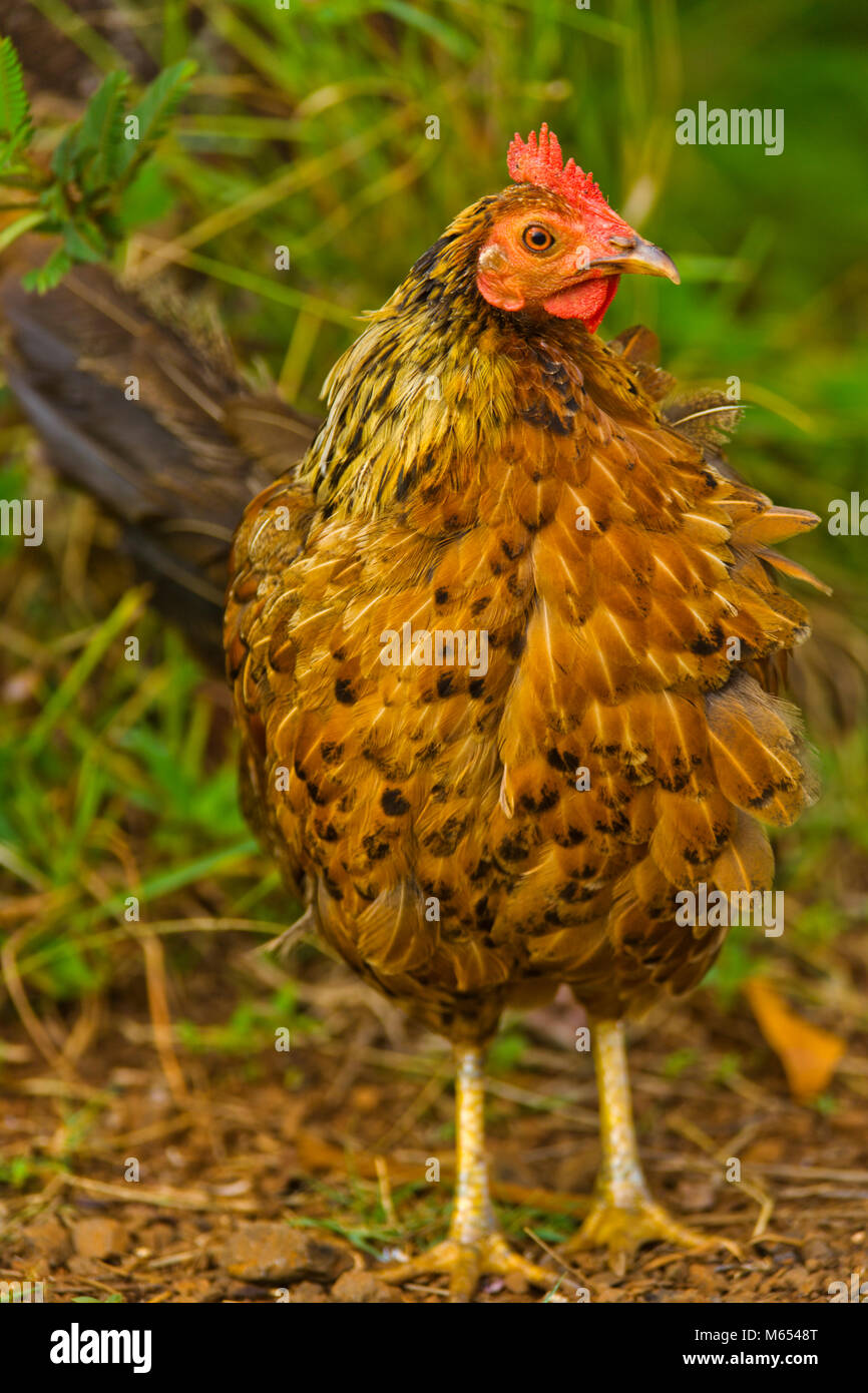 Kauai feral chicken Stock Photo - Alamy