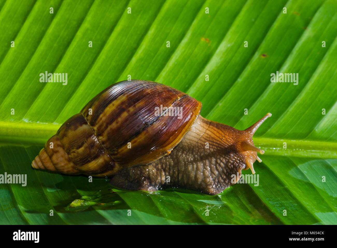 Adorable snail hi-res stock photography and images - Alamy