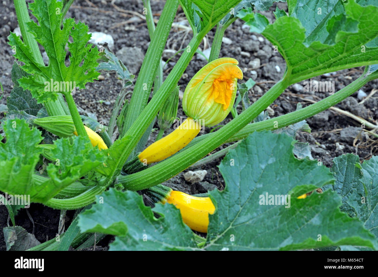 Cucurbita golden zucchini hi-res stock photography and images - Alamy
