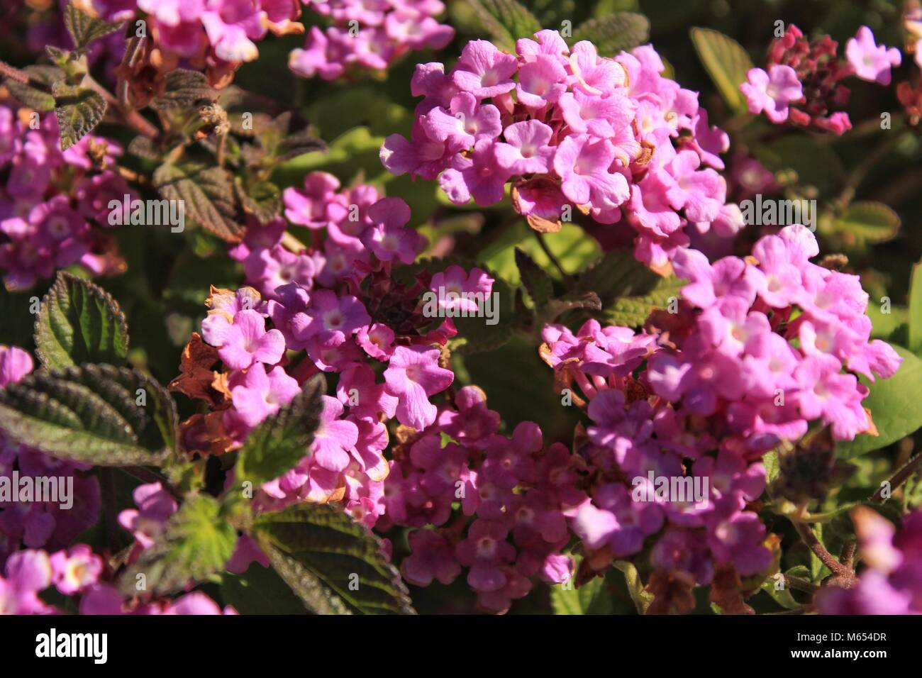 Beautiful and colorful pink lantana flowers Stock Photo - Alamy