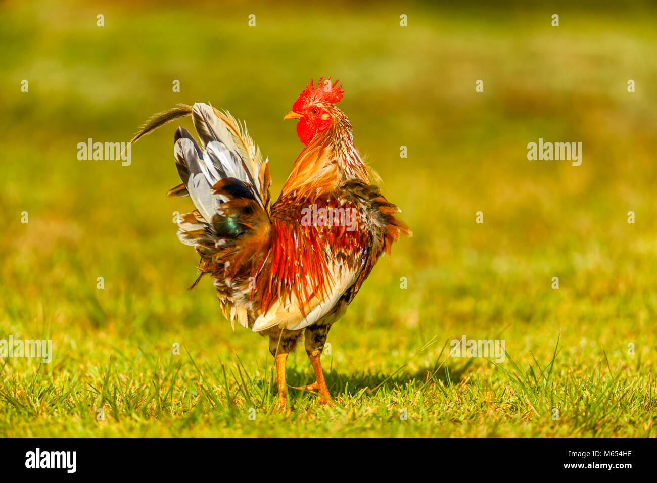 Kauai feral chicken Stock Photo - Alamy