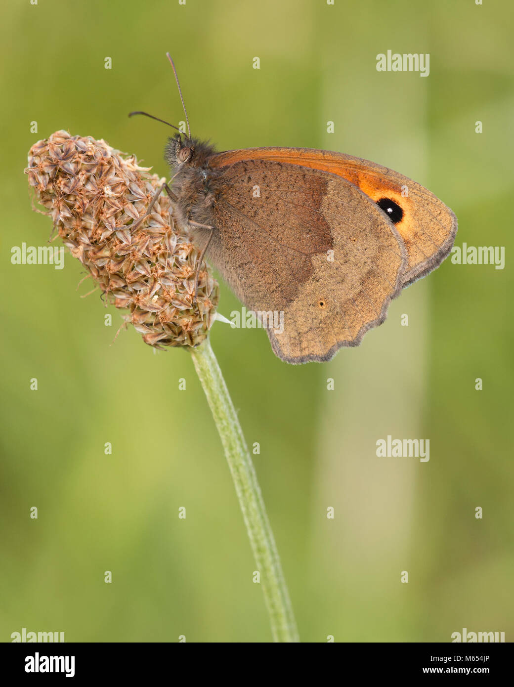 Brown flying insect hi-res stock photography and images - Alamy