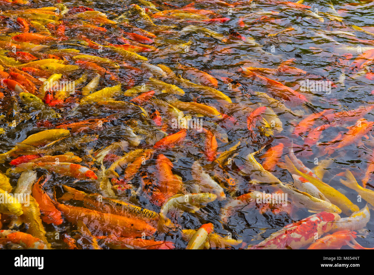 Koi fish on Kauai, Hawaii Stock Photo - Alamy