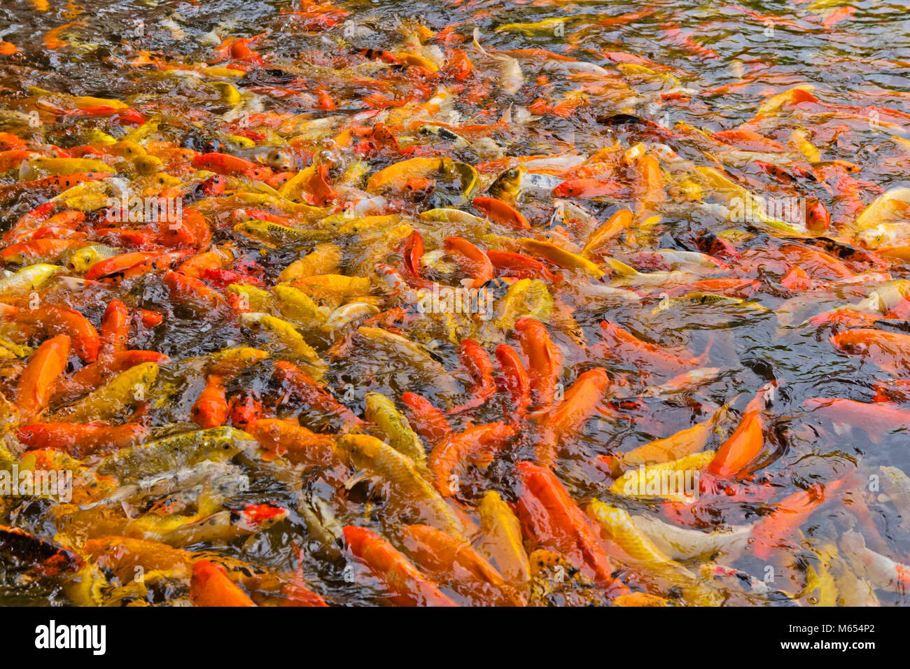 Koi fish on Kauai, Hawaii Stock Photo - Alamy