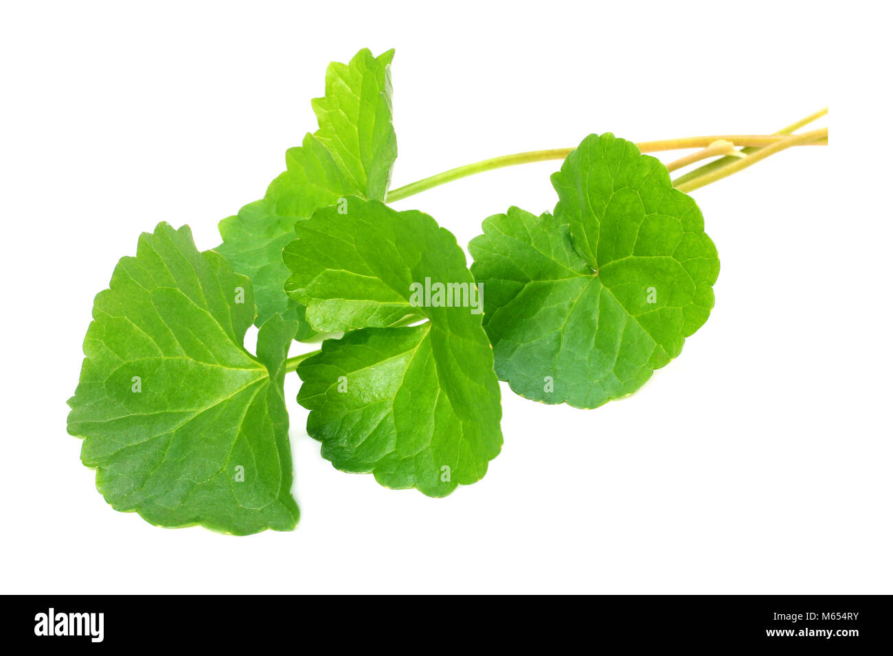 Thankuni Stock Photos & Thankuni Stock Images - Alamy