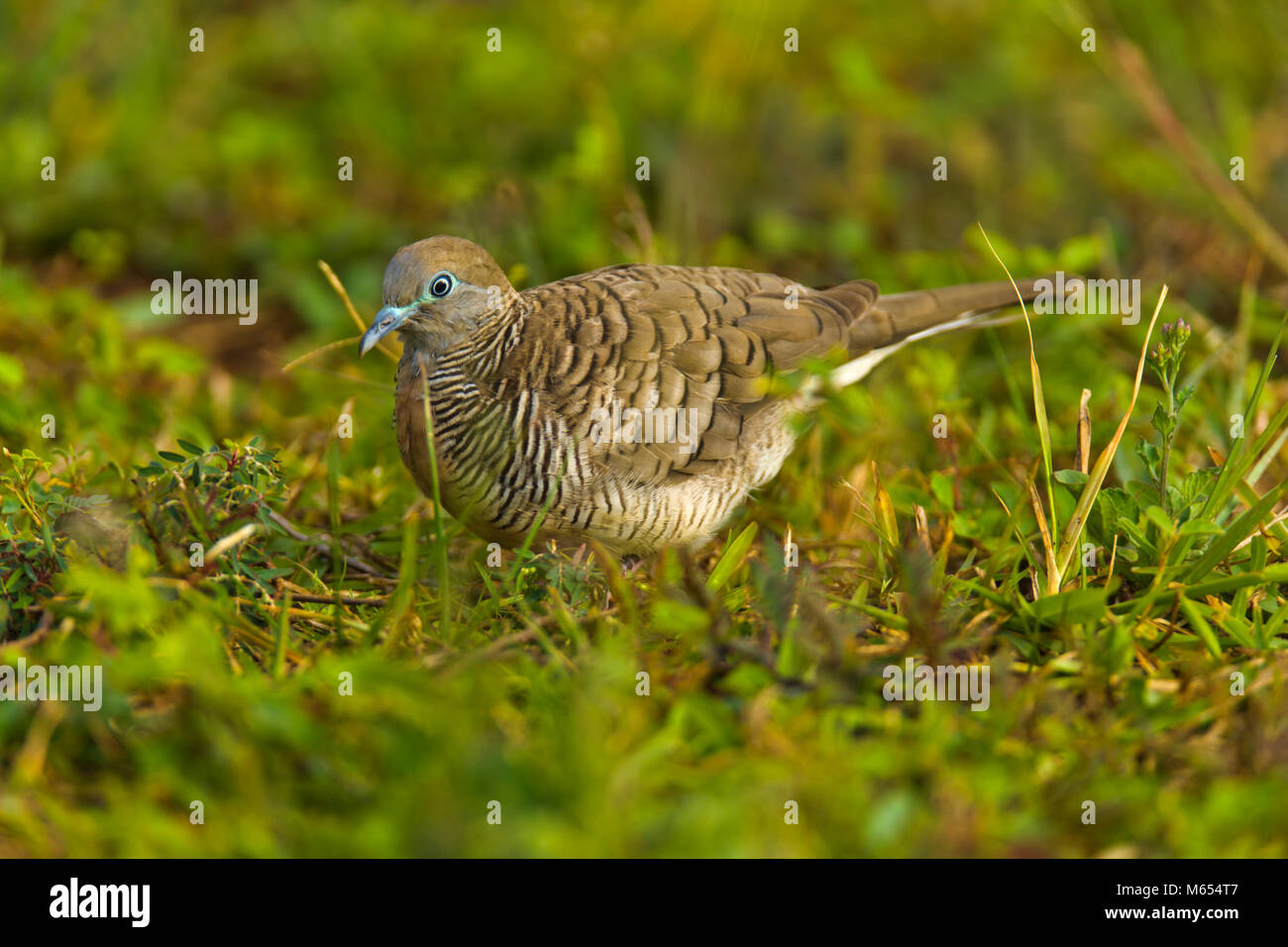 Pidgeon on Kauai Stock Photo - Alamy