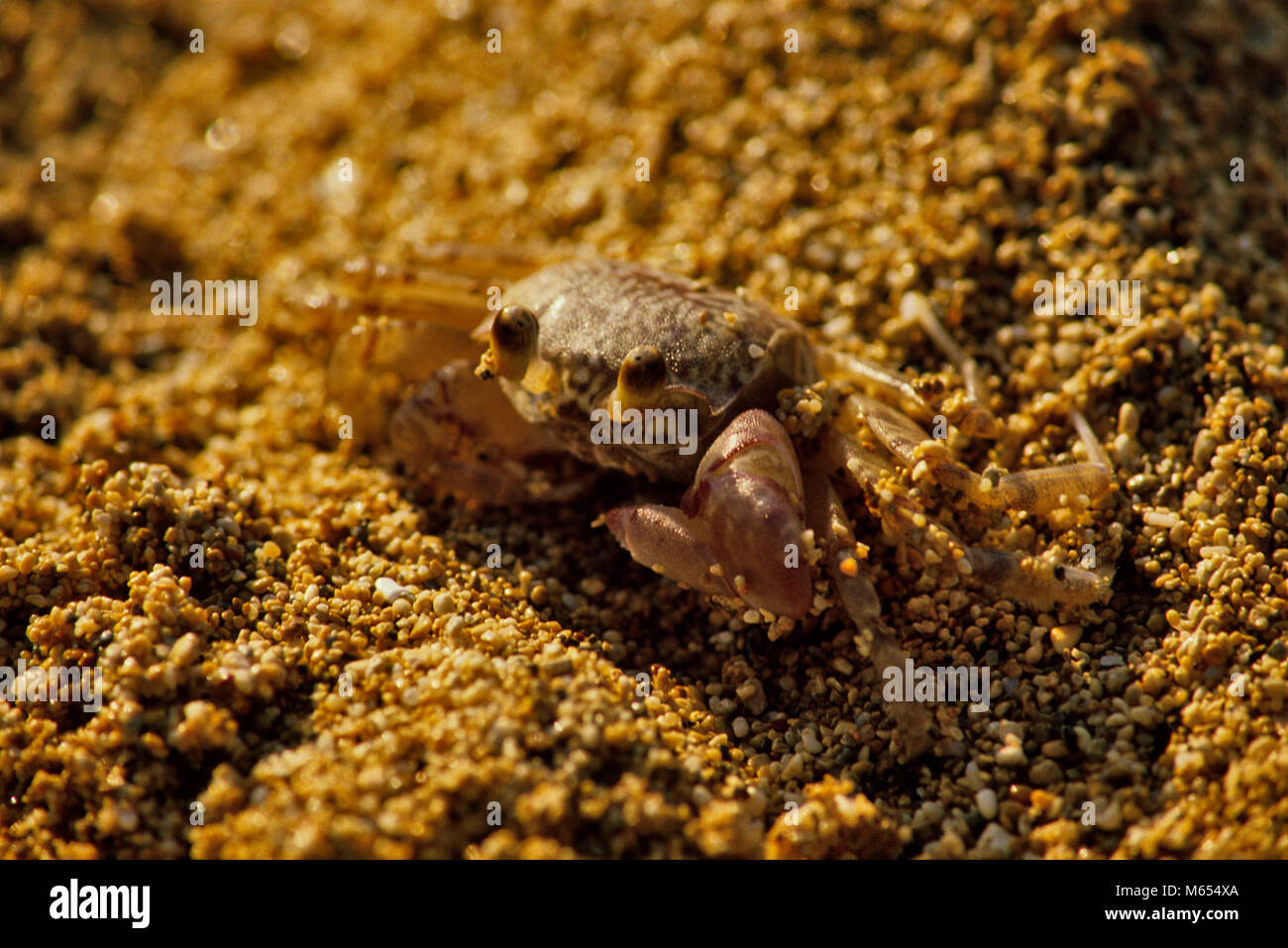 Crab on Kauai, Hawaii Stock Photo - Alamy