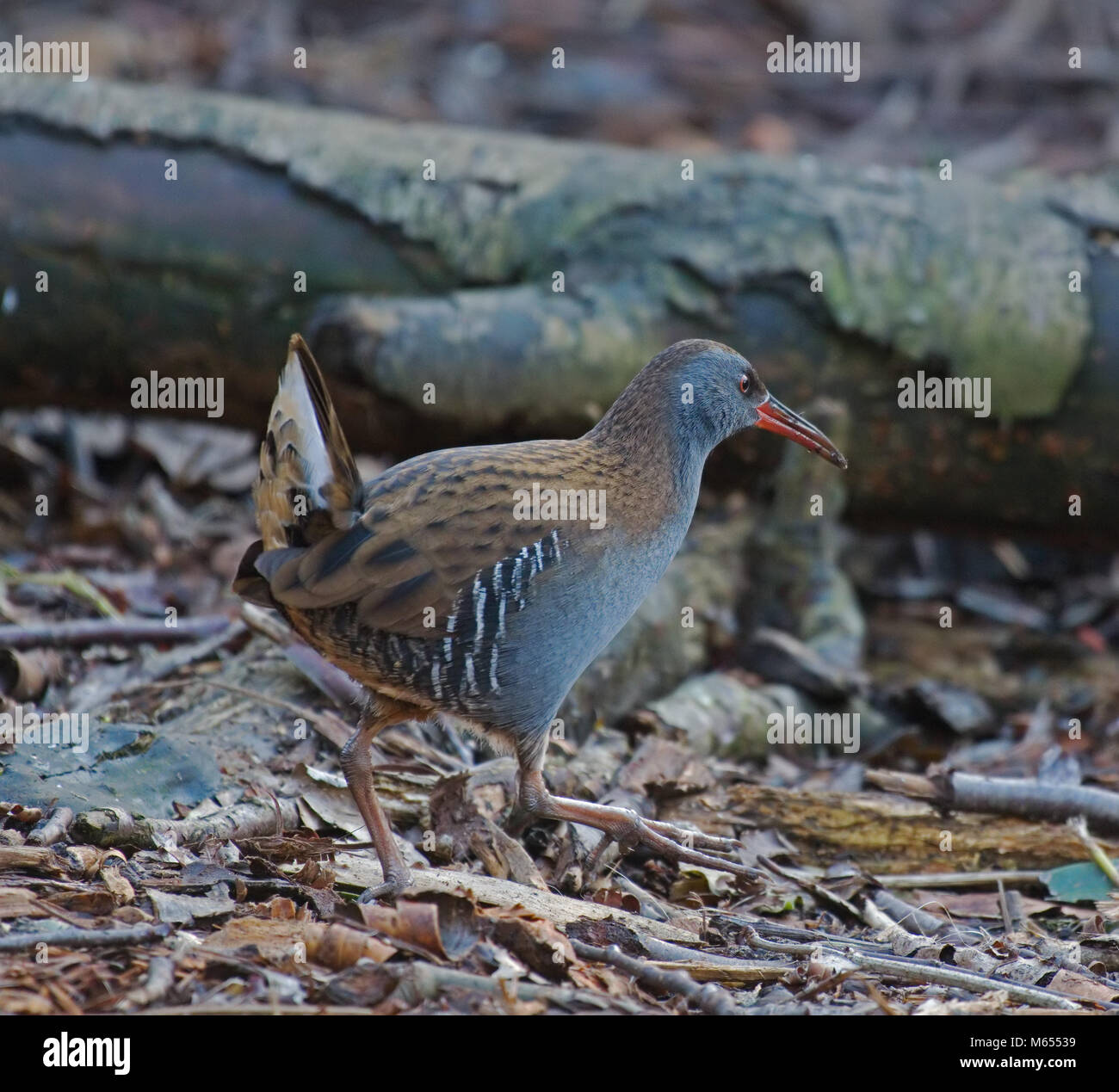 Water rail images hi-res stock photography and images - Alamy