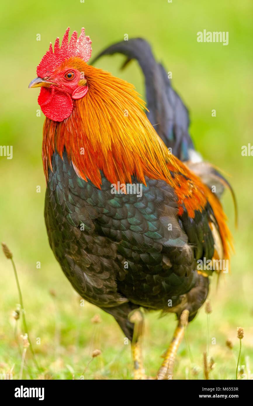 Kauai feral chicken Stock Photo - Alamy