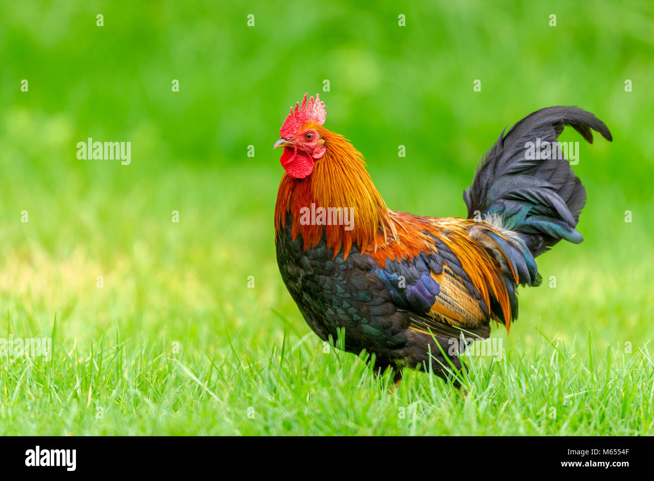 Kauai feral chicken Stock Photo - Alamy