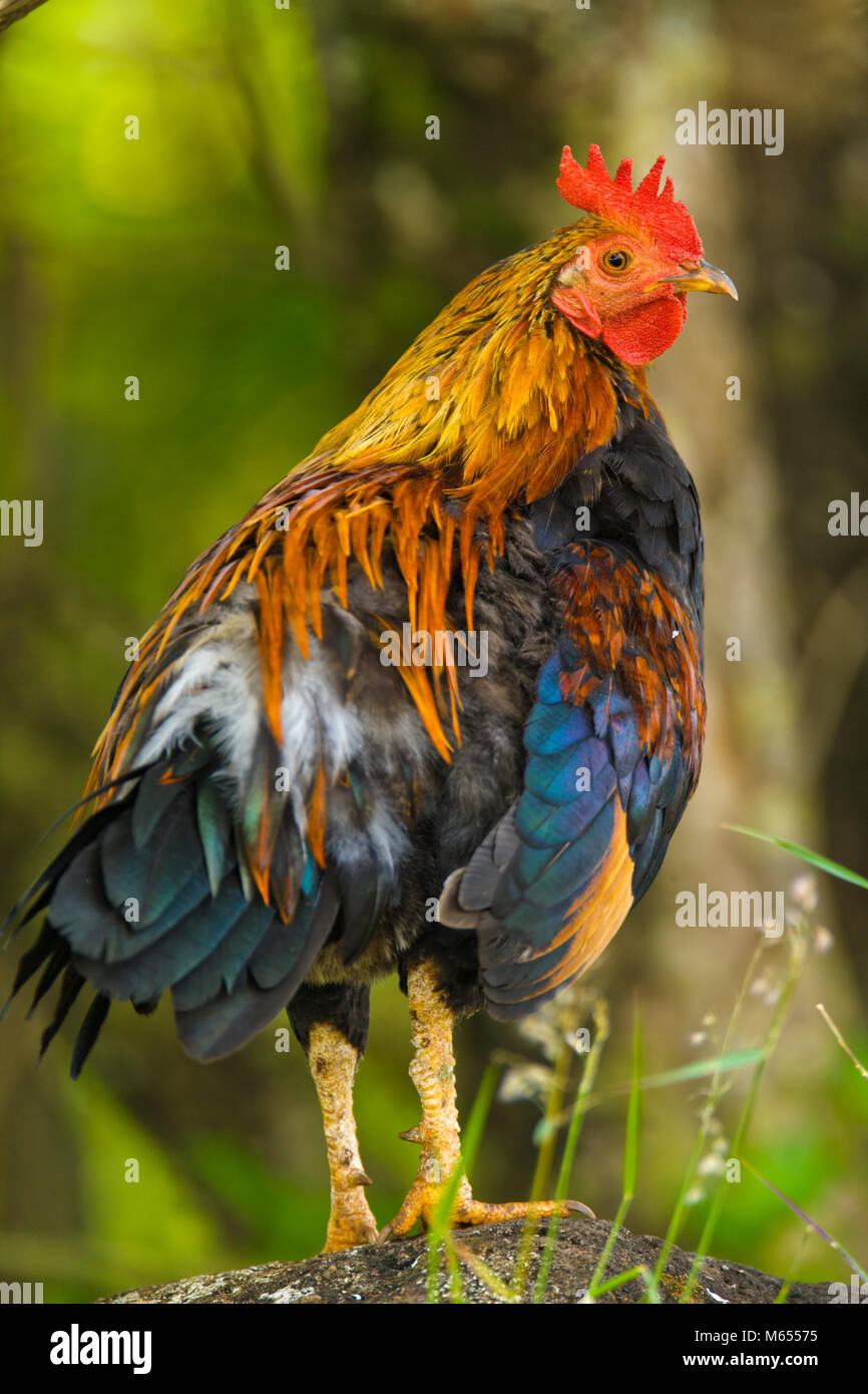 Kauai feral chicken Stock Photo - Alamy