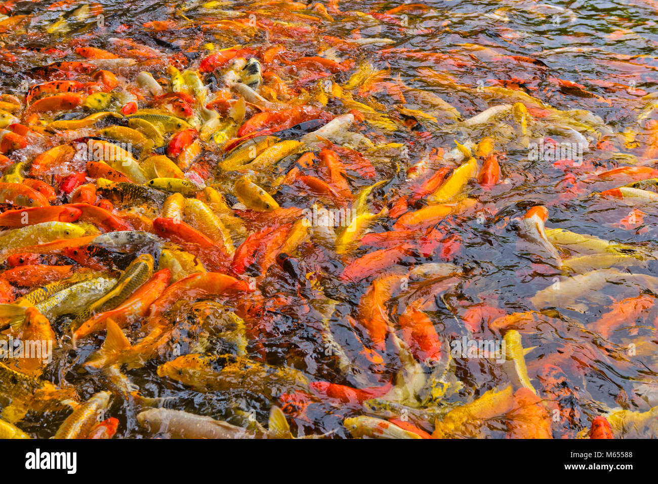Koi fish on Kauai, Hawaii Stock Photo - Alamy
