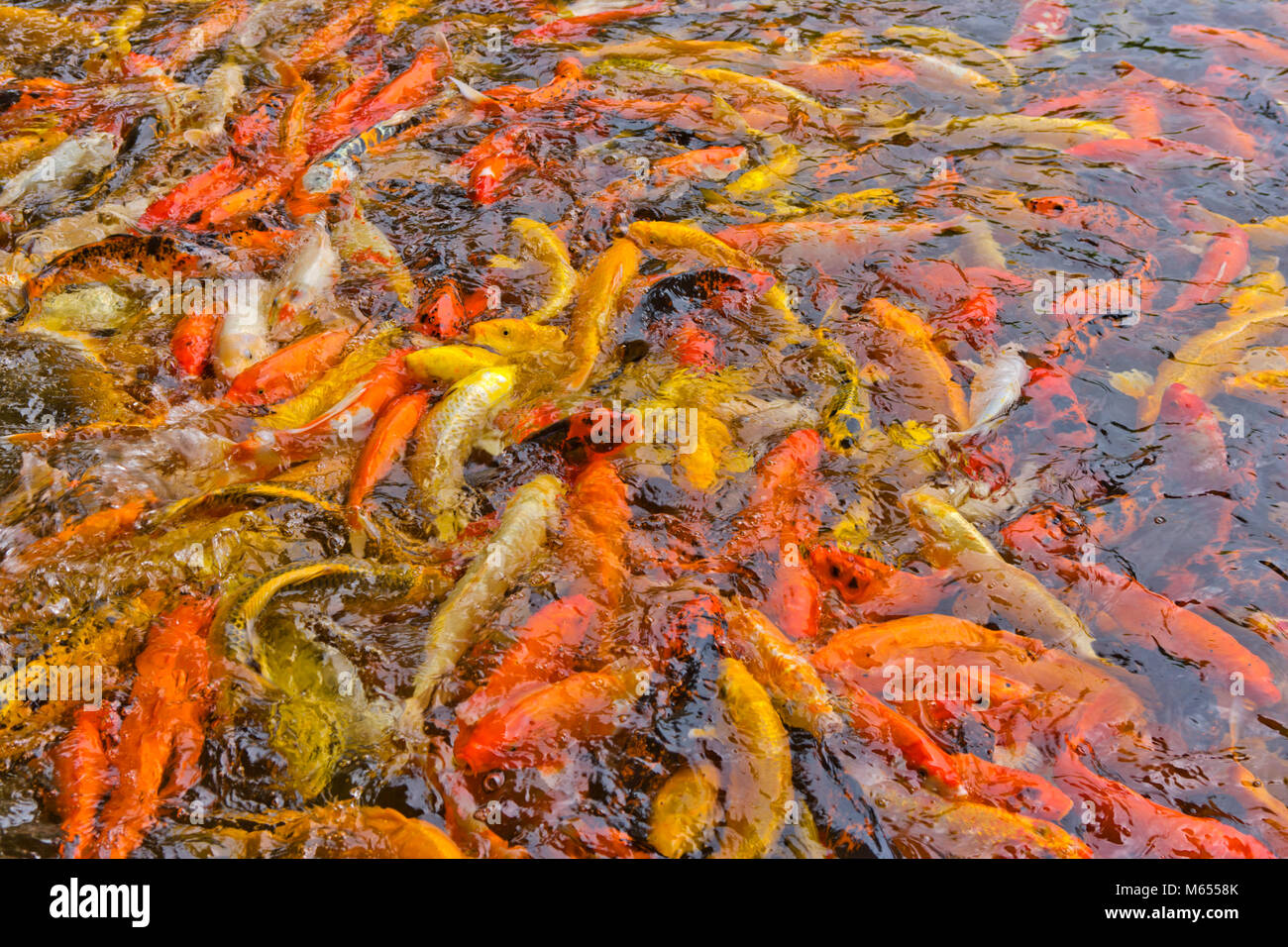 Koi fish on Kauai, Hawaii Stock Photo - Alamy