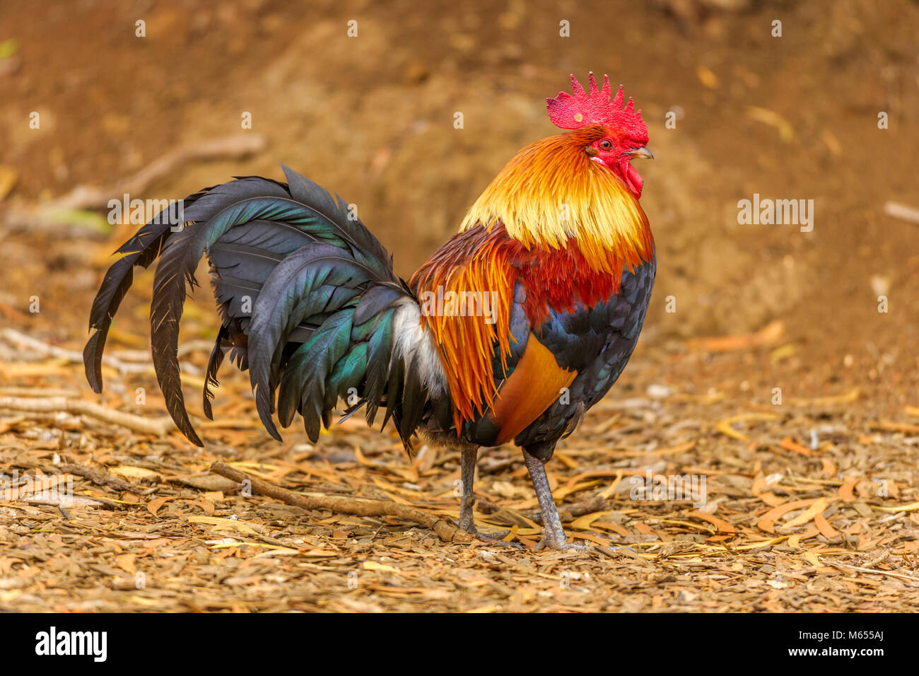 Kauai feral chicken Stock Photo - Alamy