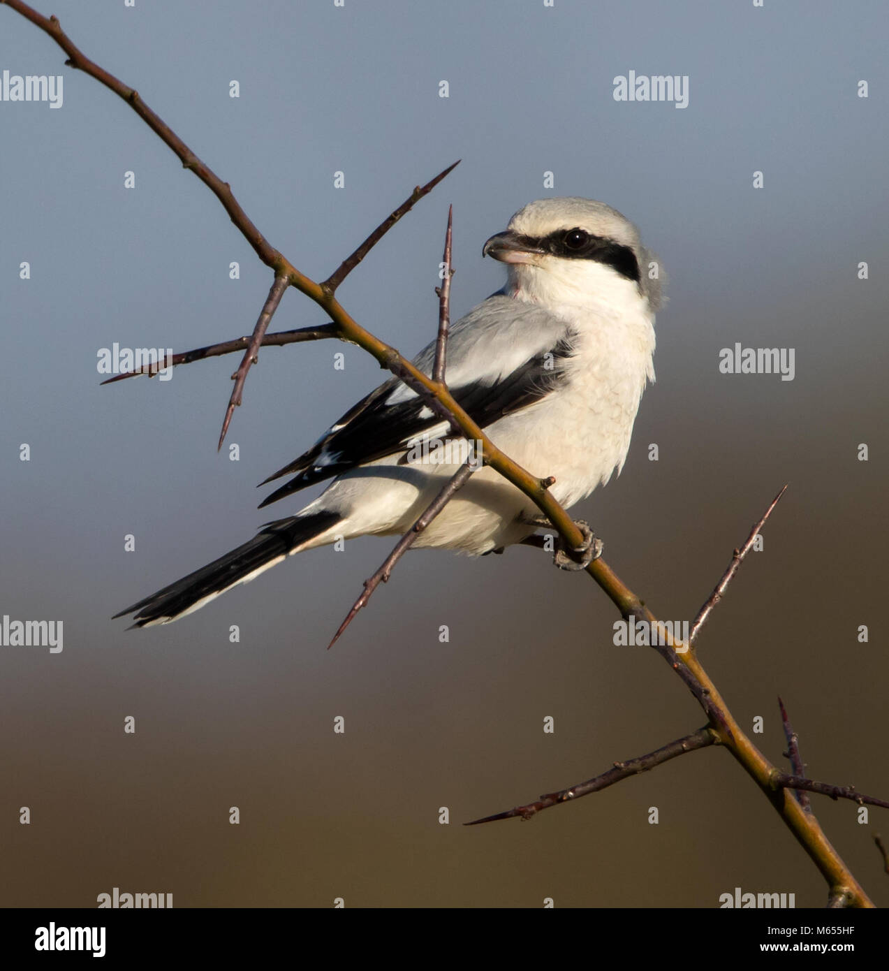 Great Grey Shrike rare winter visitor to the UK Stock Photo - Alamy