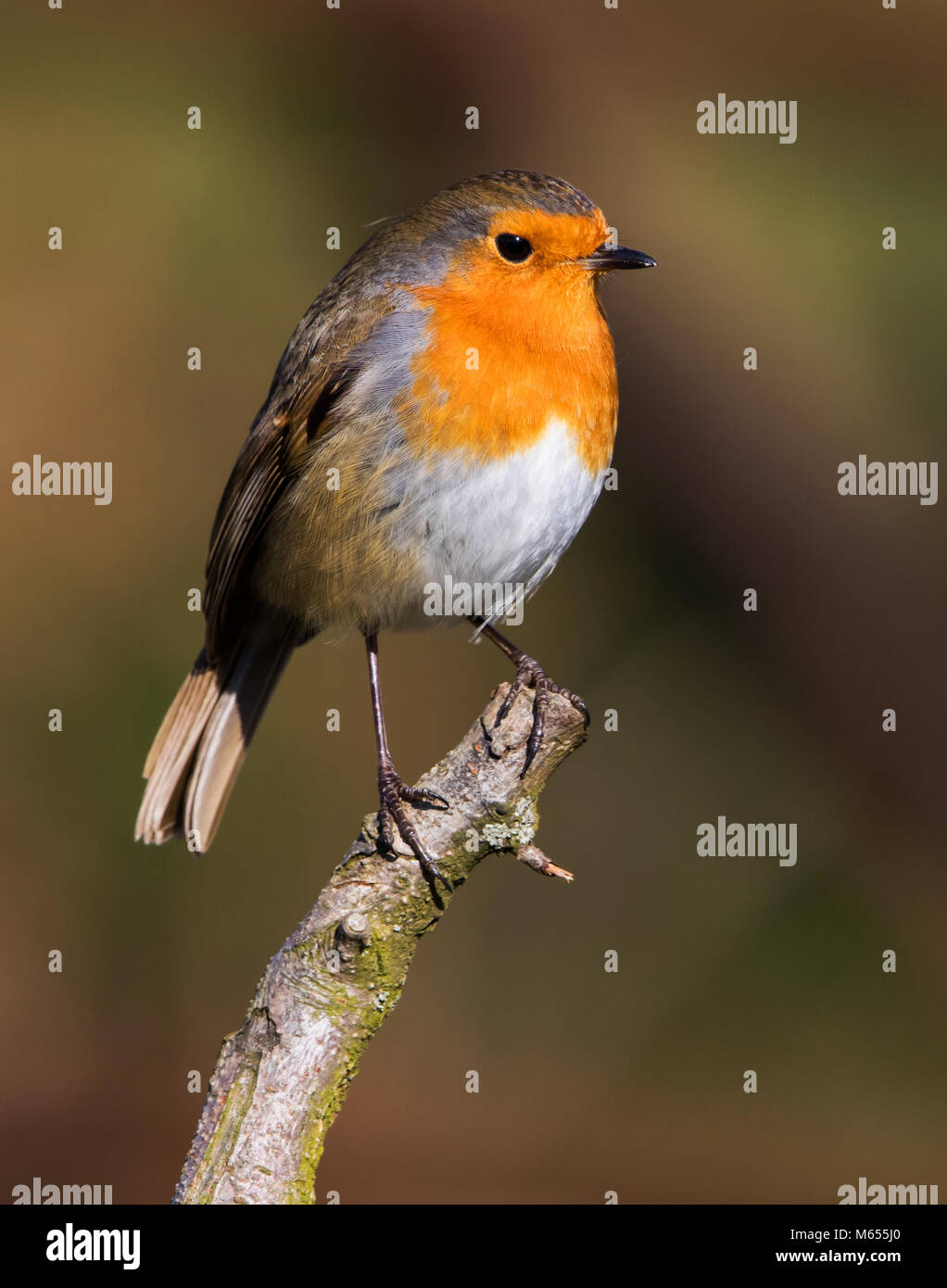 Inquisitive robin hi-res stock photography and images - Alamy