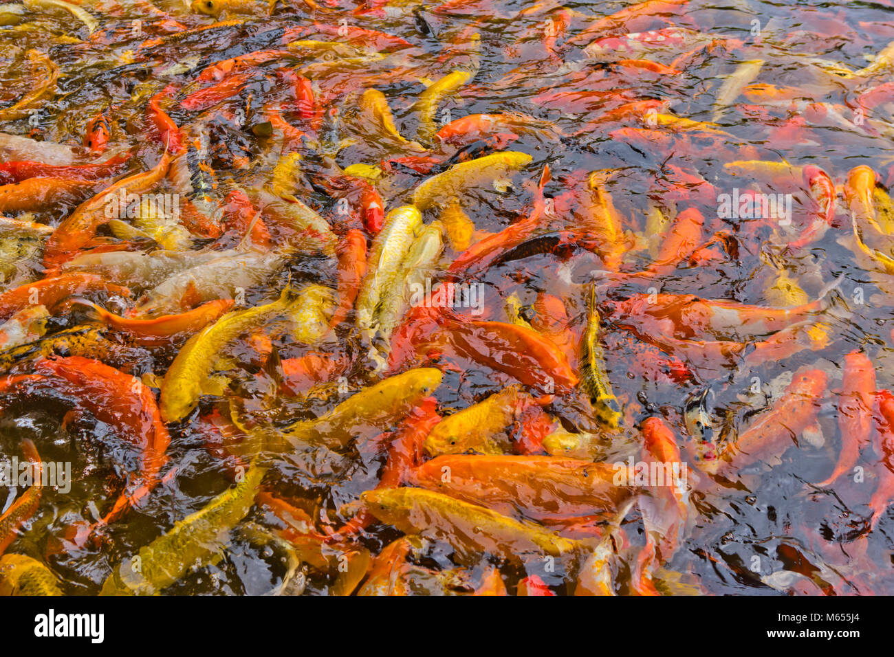 Koi fish on Kauai, Hawaii Stock Photo - Alamy