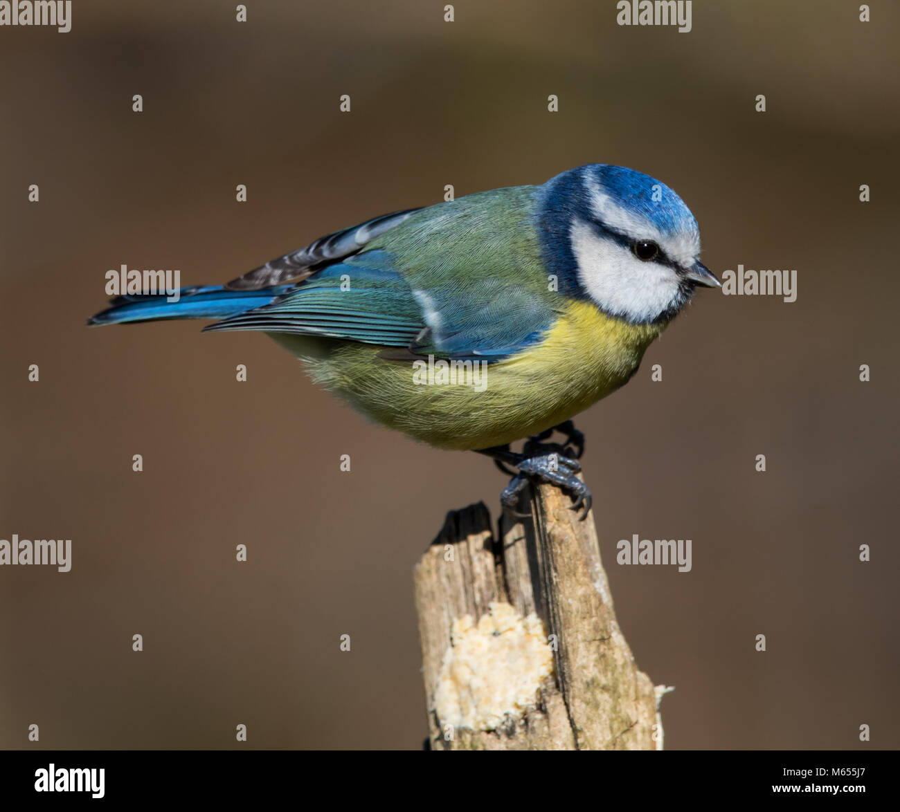 Blue Tit in close Stock Photo - Alamy