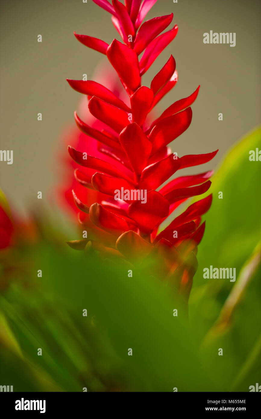 Red Ginger on Kauai, Hawaii Stock Photo - Alamy
