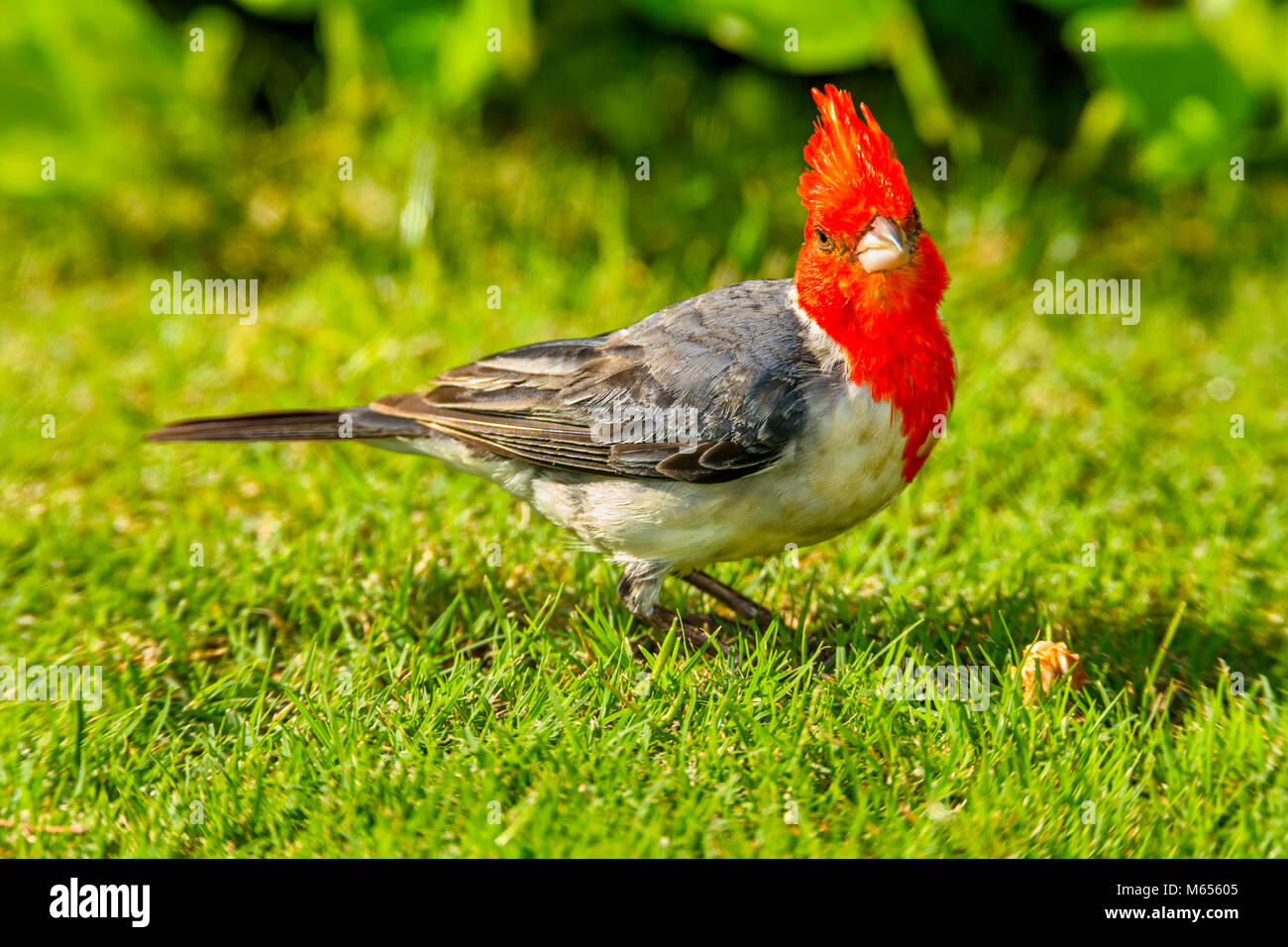 Brazilian cardinal hi-res stock photography and images - Alamy