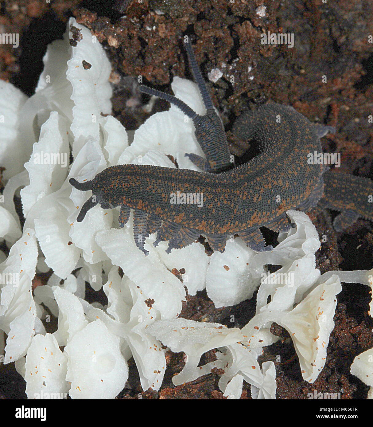 Peripatus (Velvet worm) on white fungus Stock Photo - Alamy