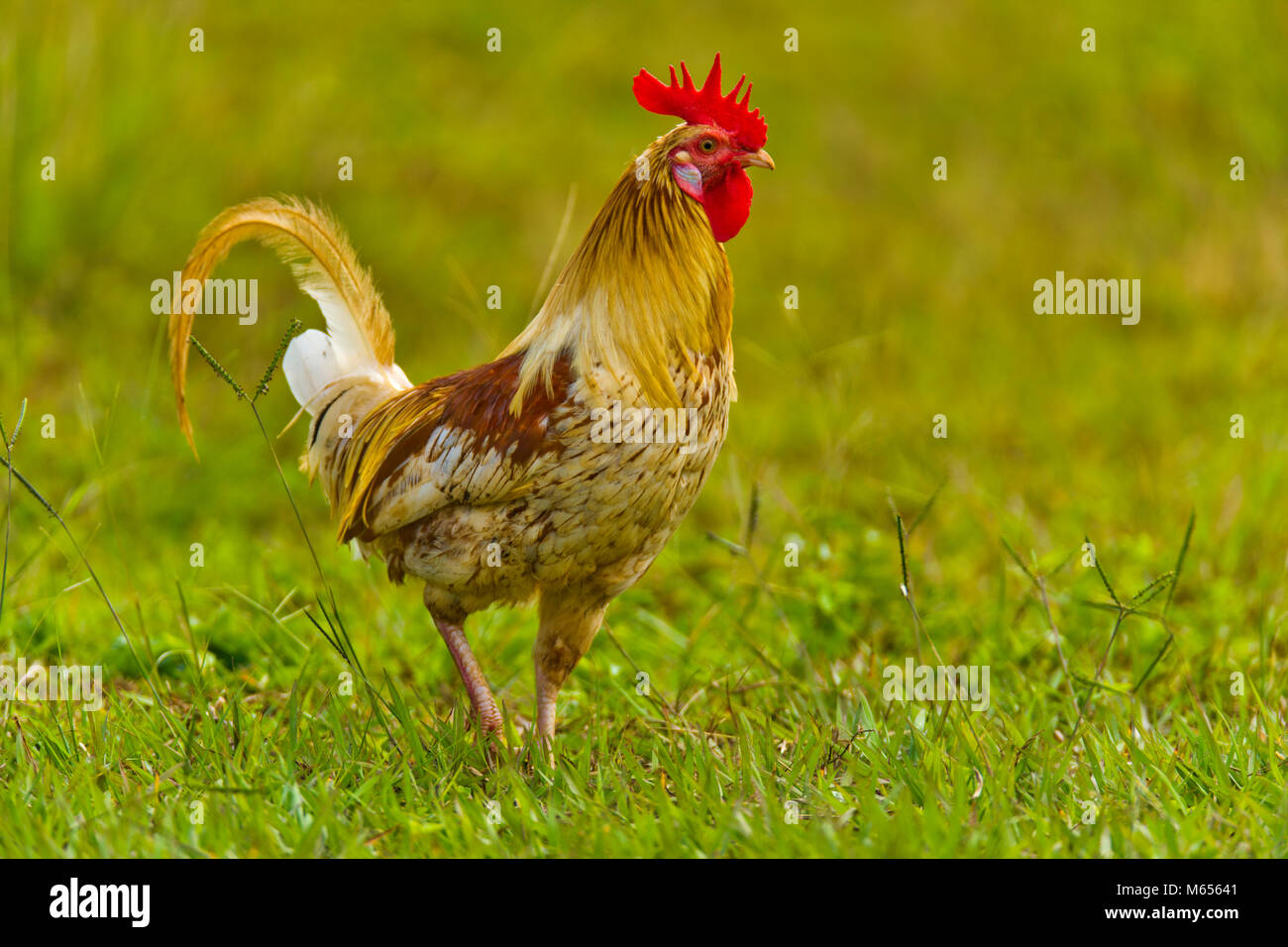 Kauai feral chicken Stock Photo - Alamy