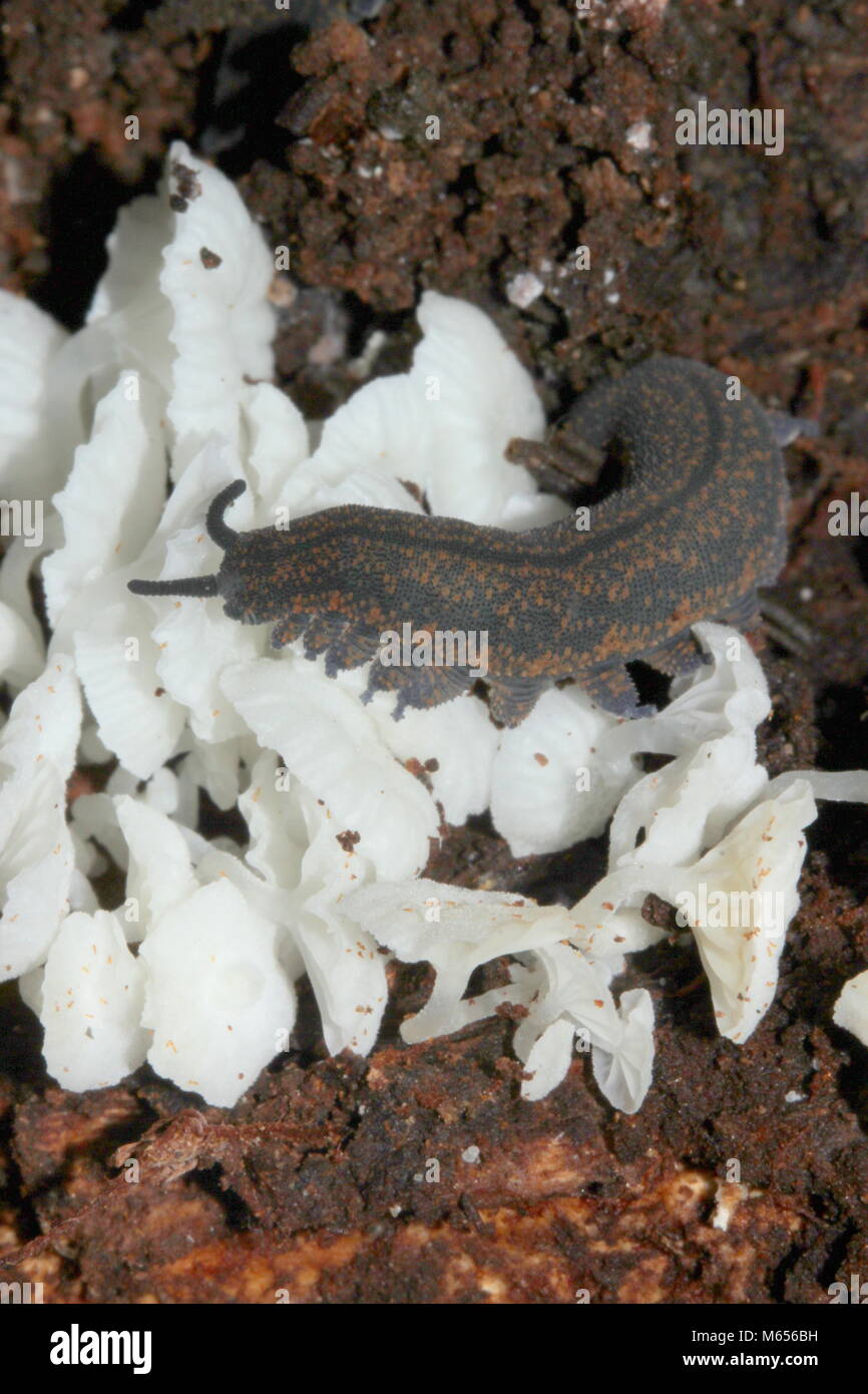 Peripatus, velvet worm hi-res stock photography and images - Alamy