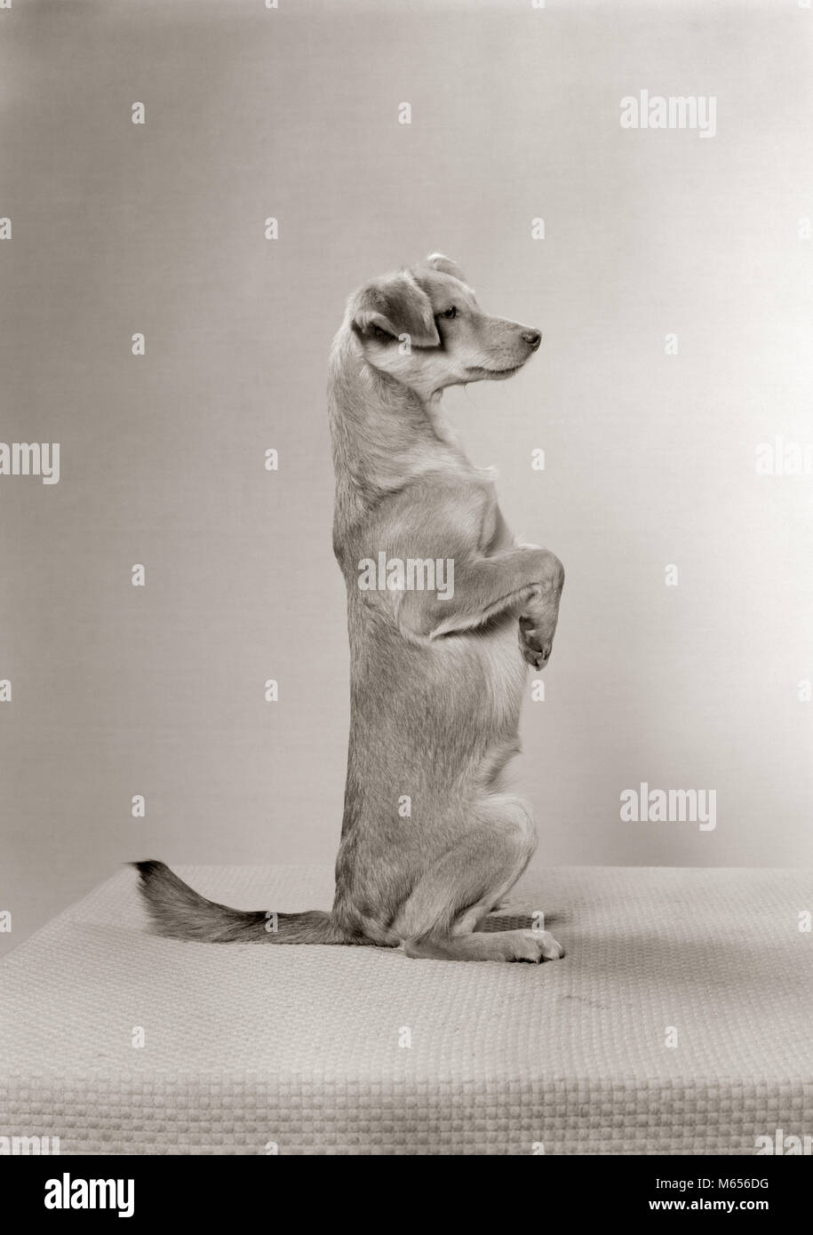1950s OBEDIENT ALL AMERICAN BREED DOG SITTING UP IN PROFILE PORTRAIT ...