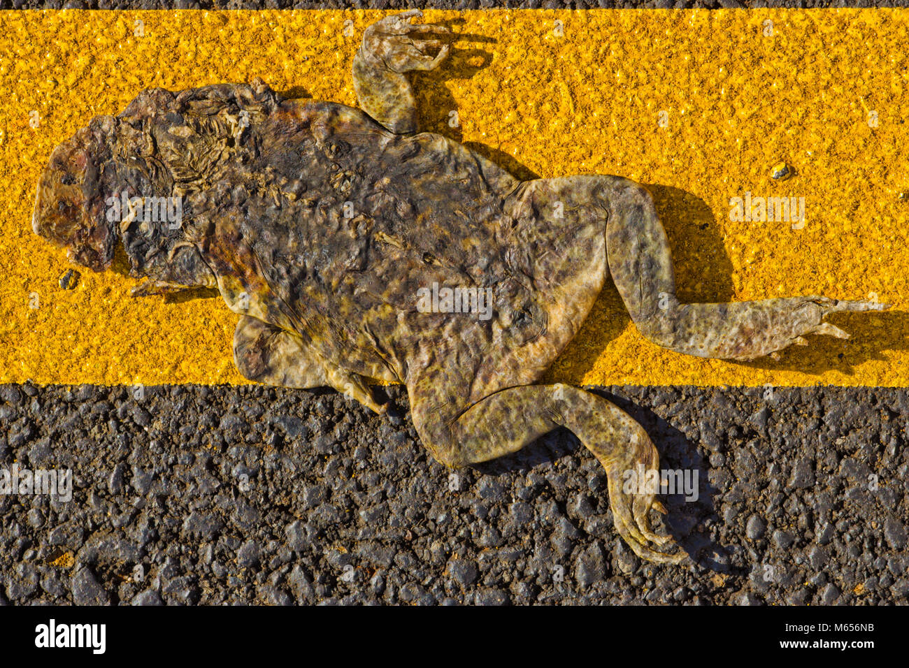 Road kill on Kauai, Hawaii Stock Photo - Alamy