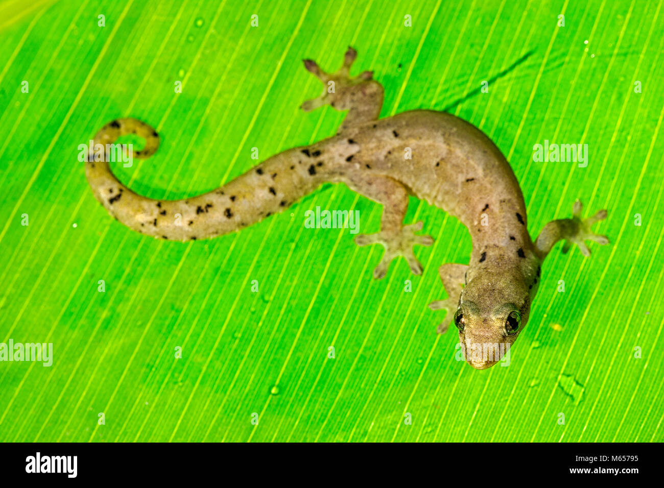 Gekko on Kauai Stock Photo - Alamy