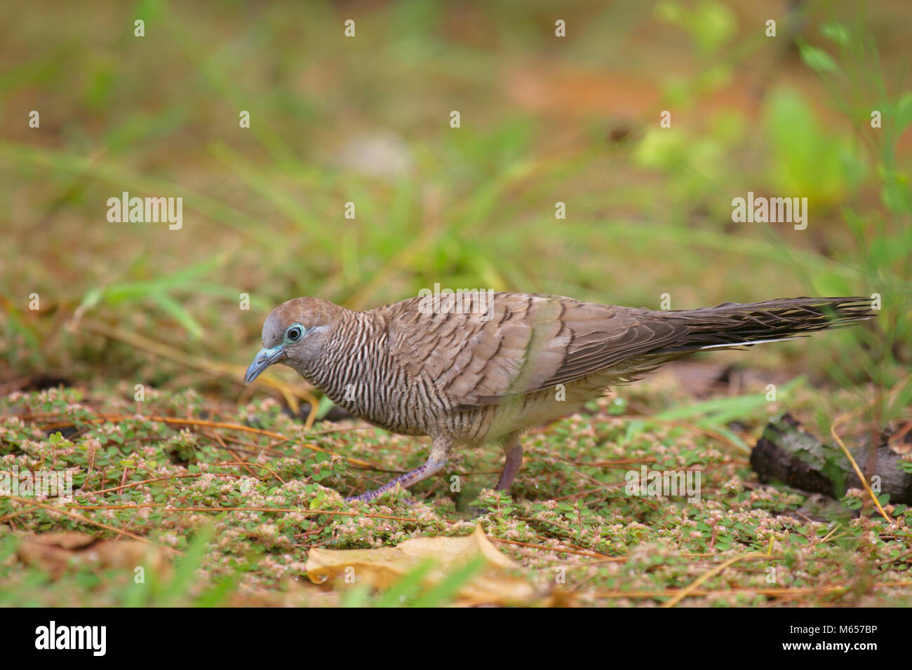 Zebra Dove Geopelia Striata High Resolution Stock Photography and ...